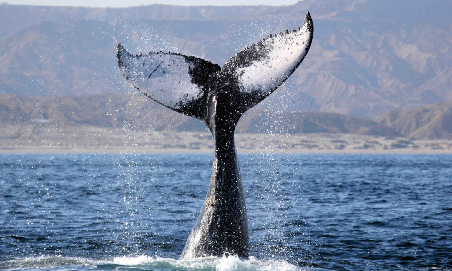 Avistamiento de ballenas: El espectáculo natural más bello del Perú ...